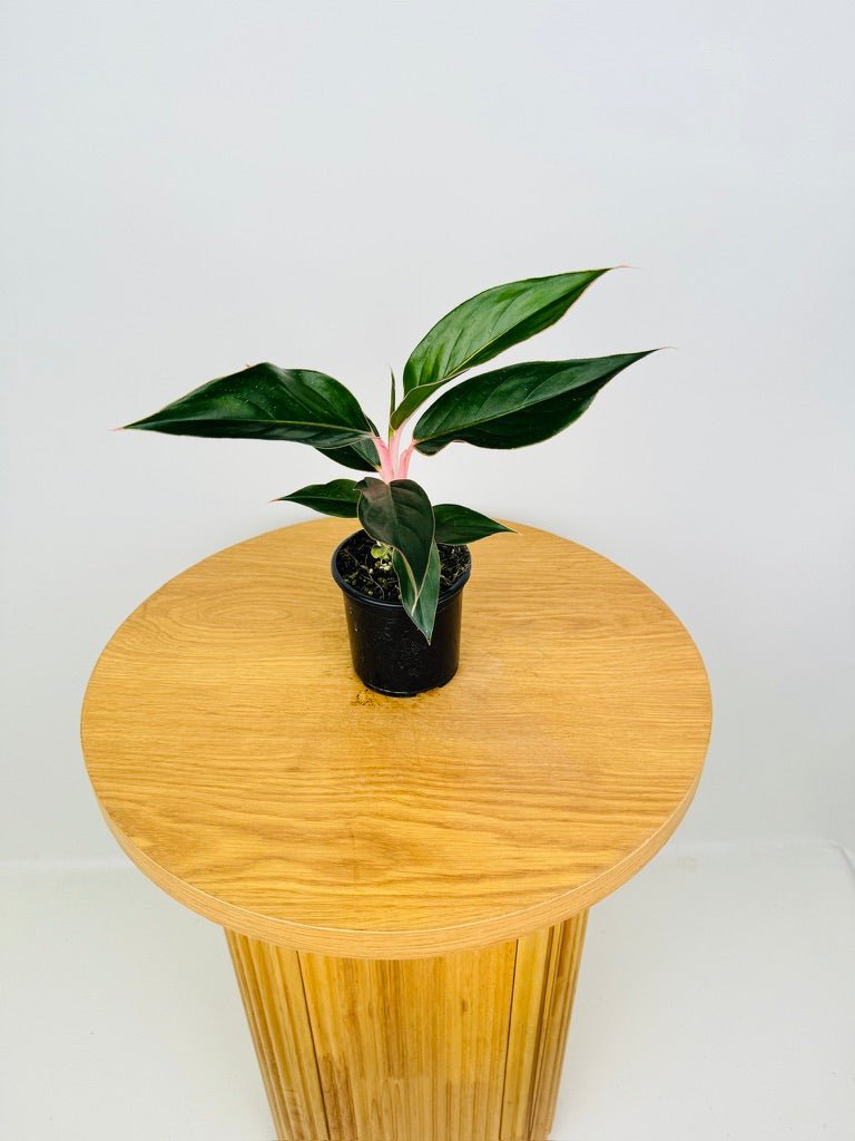 Aglaonema Sapphire Uprooted Buy Plants Online Australia