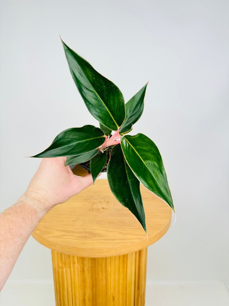 Aglaonema Sapphire Uprooted Buy Plants Online Australia