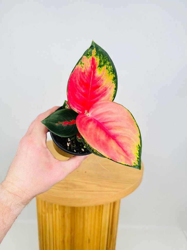 Aglaonema Commutatum Suksom Jaipong Uprooted Buy Plants Online