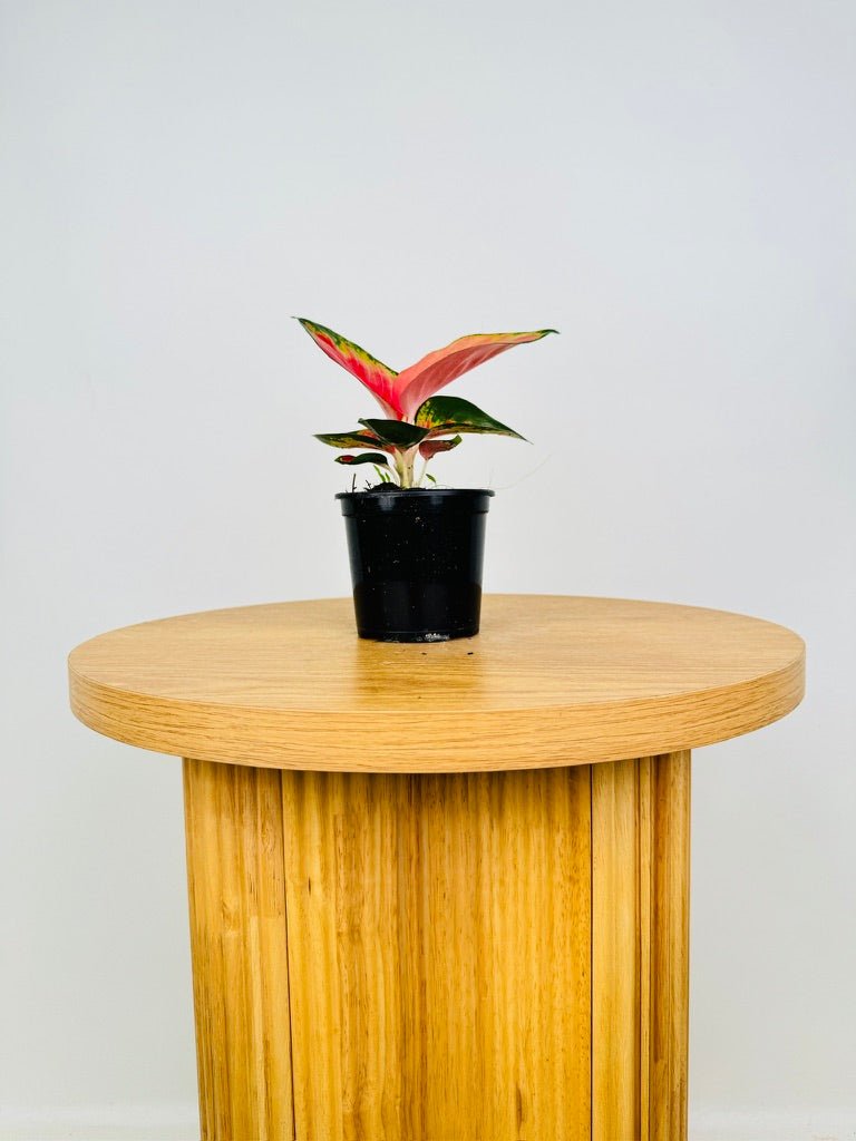 Aglaonema Commutatum Suksom Jaipong Uprooted Buy Plants Online