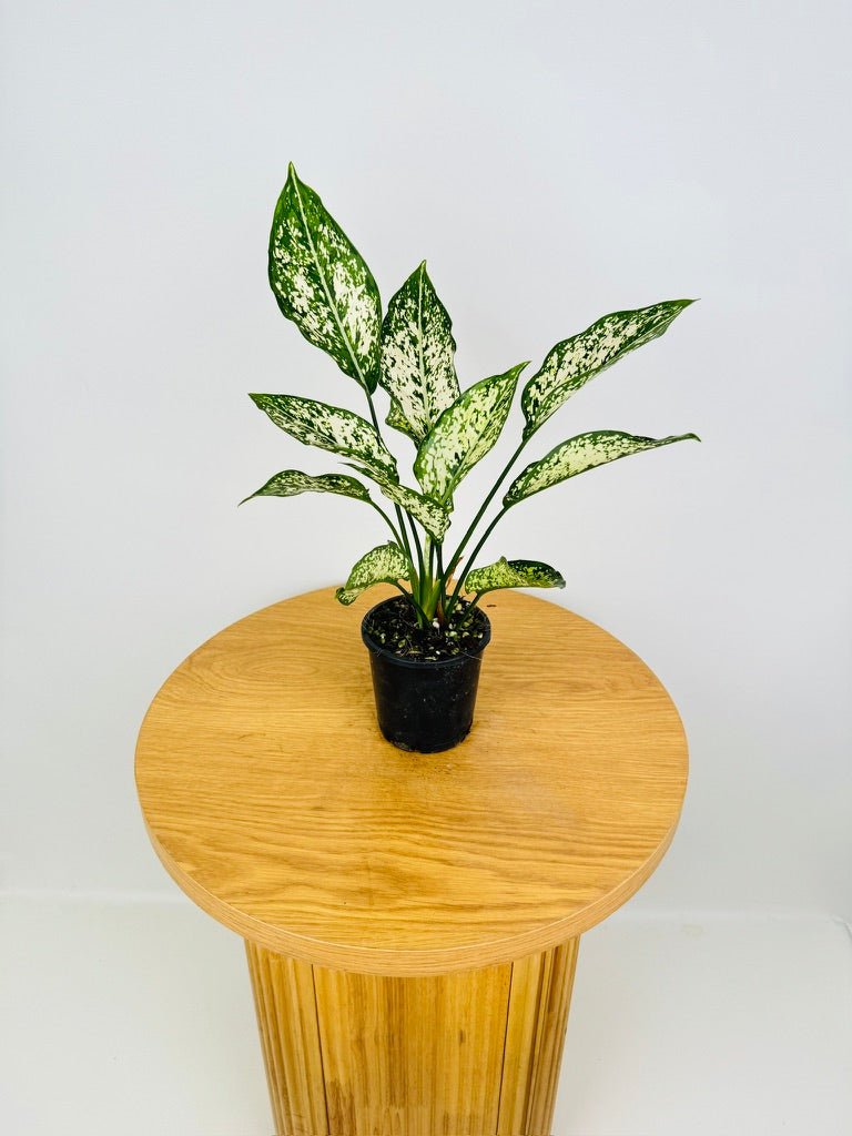 Aglaonema Thai Snowflake | Uprooted | Buy Plants Online Australia