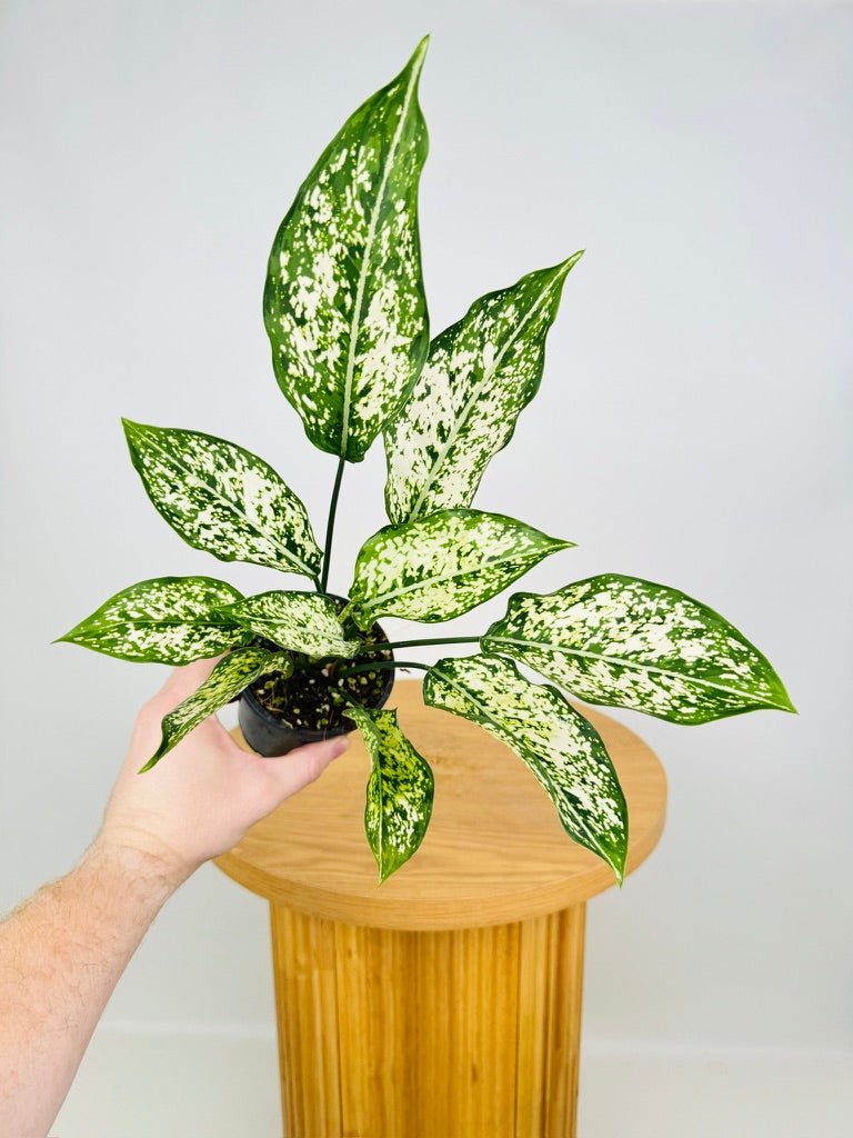 Aglaonema Thai Snowflake | Uprooted | Buy Plants Online Australia