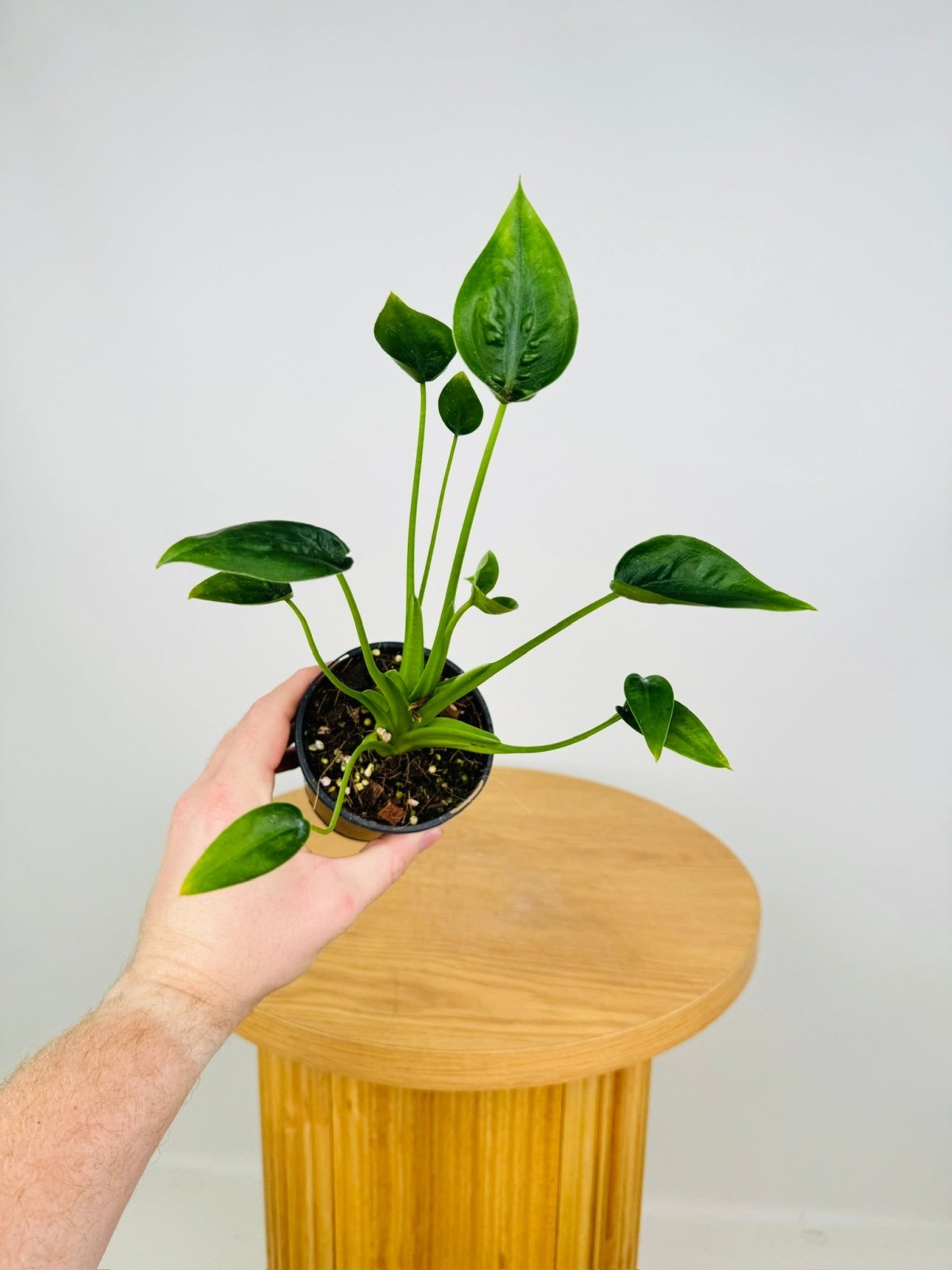 Alocasia Tiny Dancer | Uprooted | Buy Plants Online Australia