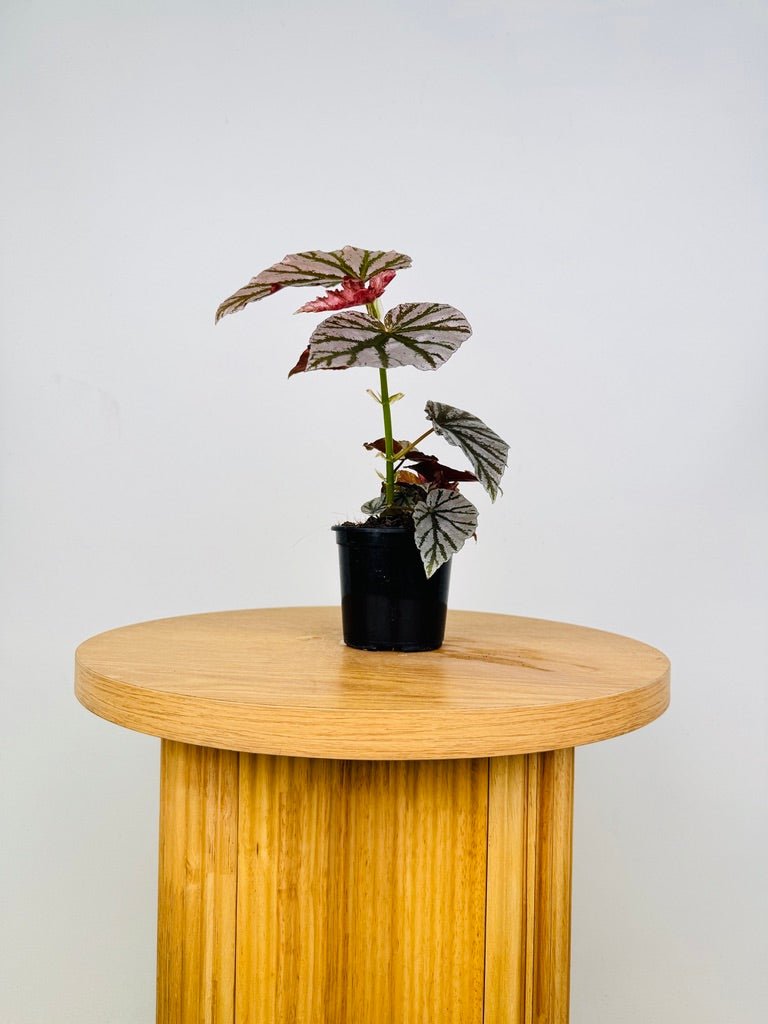 Begonia Highway | Uprooted | Buy Plants Online Australia