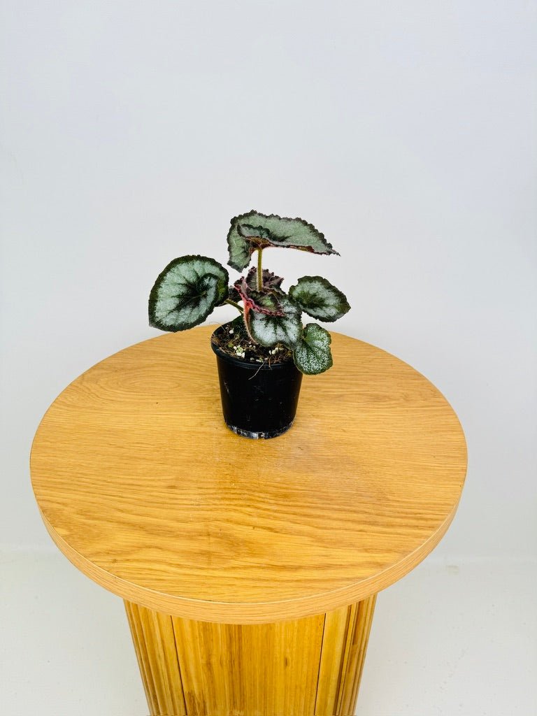Begonia Rex - Escargot | Uprooted | Buy Plants Online Australia