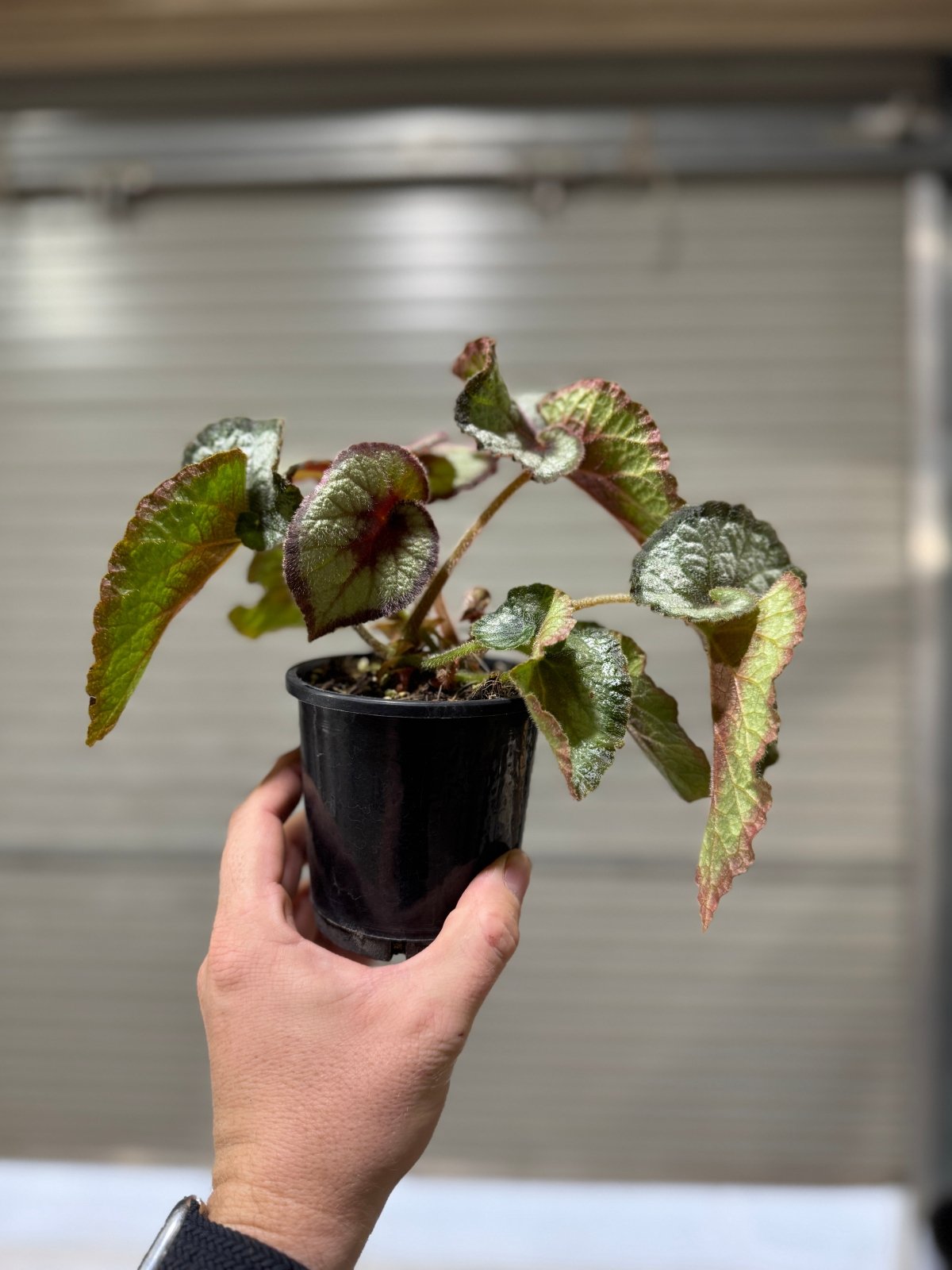 Begonia Rex - Escargot | Uprooted | Buy Plants Online Australia