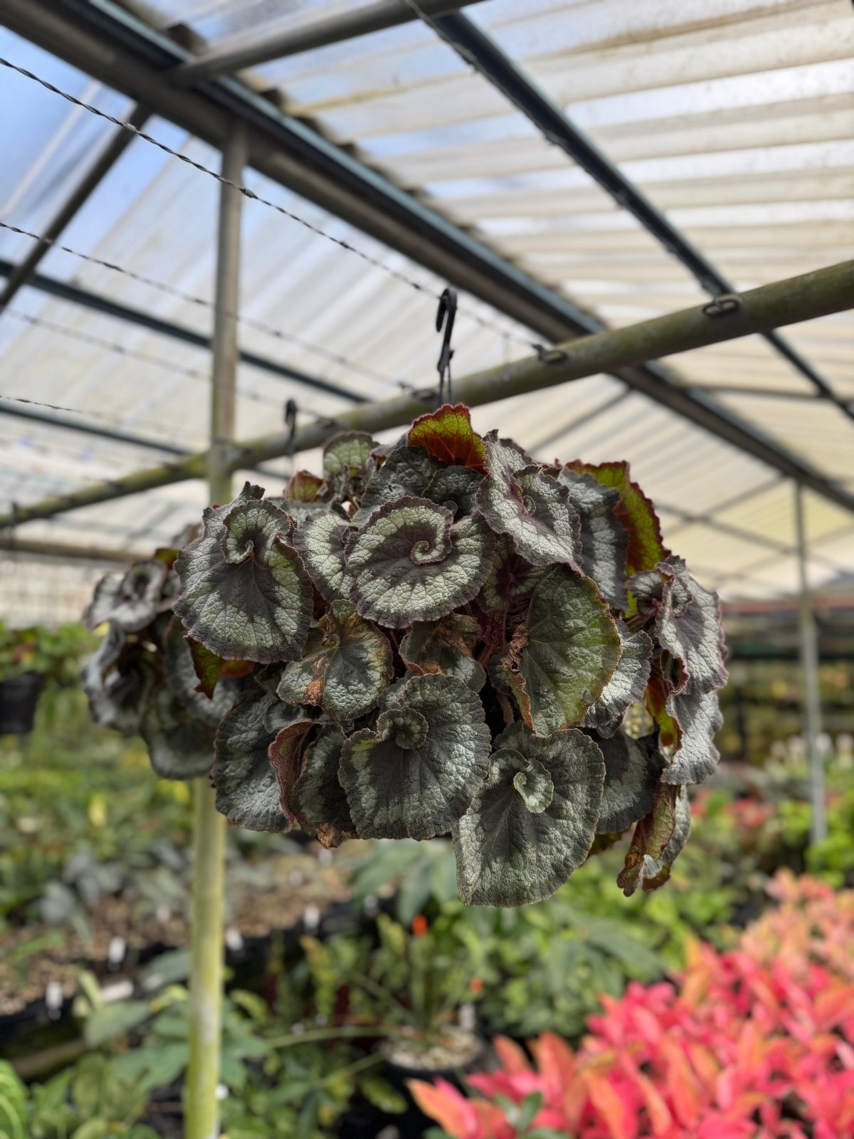 Begonia Rex - Escargot | Uprooted | Buy Plants Online Australia