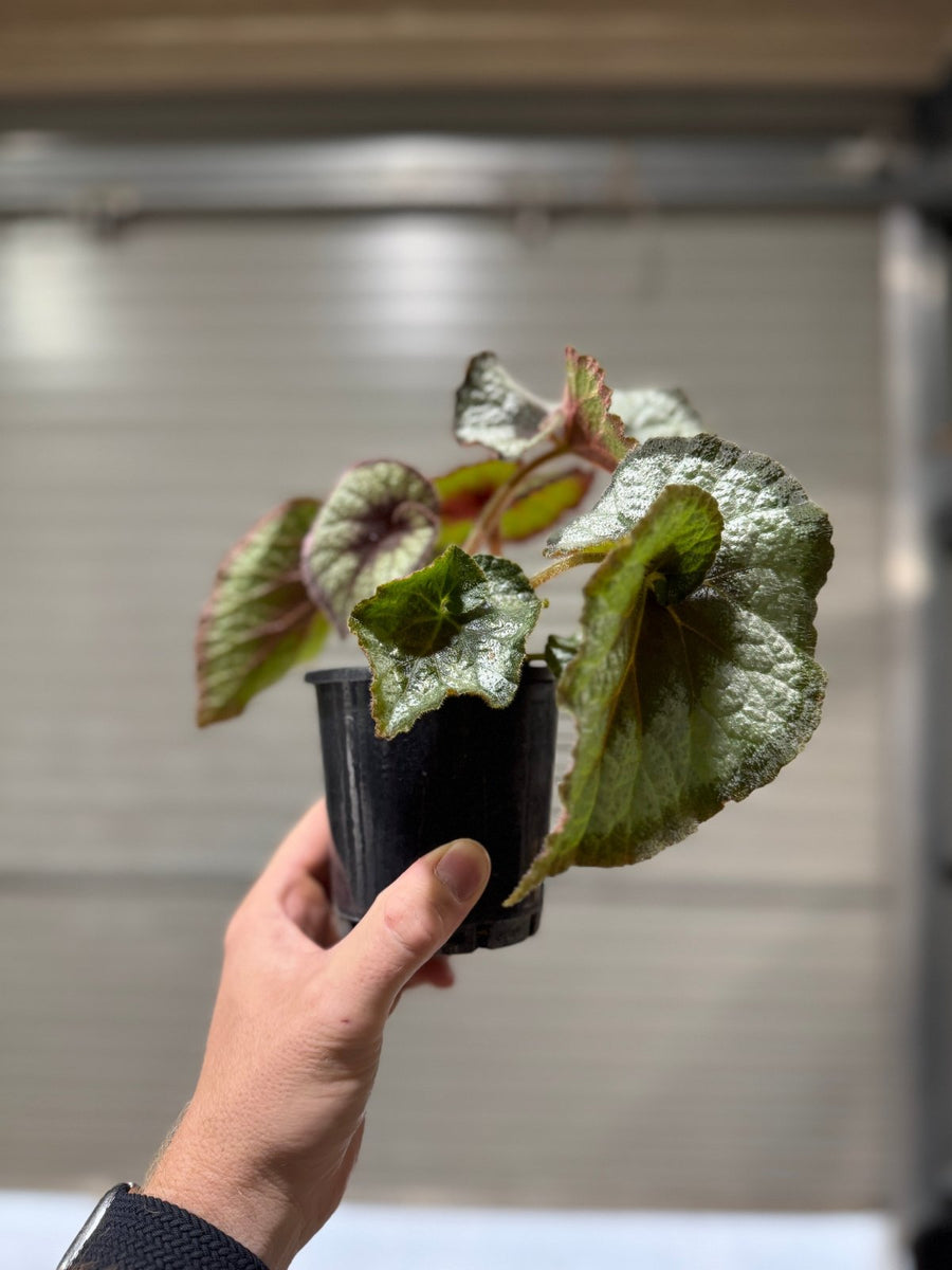 Begonia Rex - Escargot | Uprooted | Buy Plants Online Australia