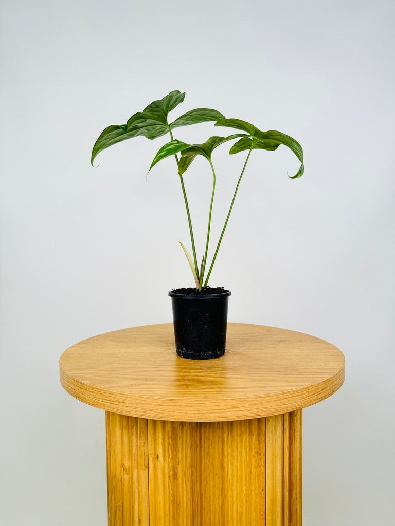 Cercestis Mirabilis | Uprooted | Buy Plants Online Australia