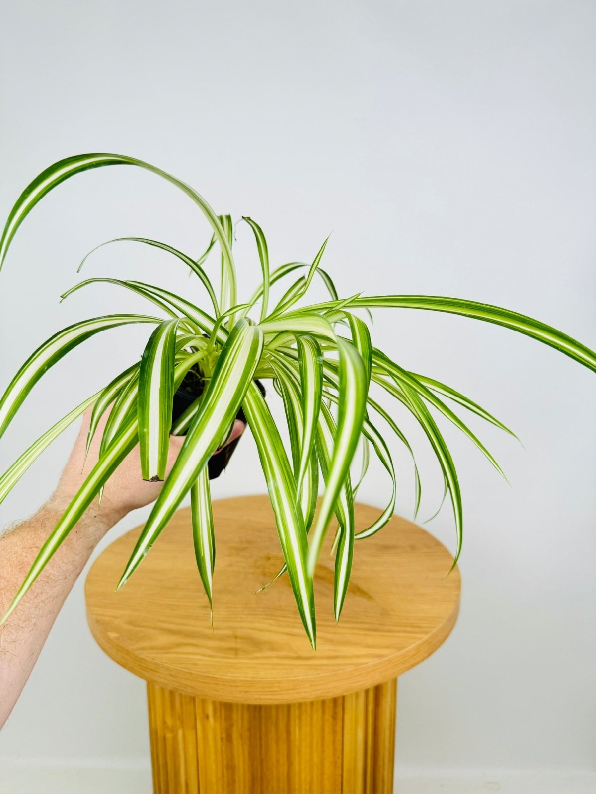 Chlorophytum Comosum Vittatum - Spider Plant - Inside Variegated ...
