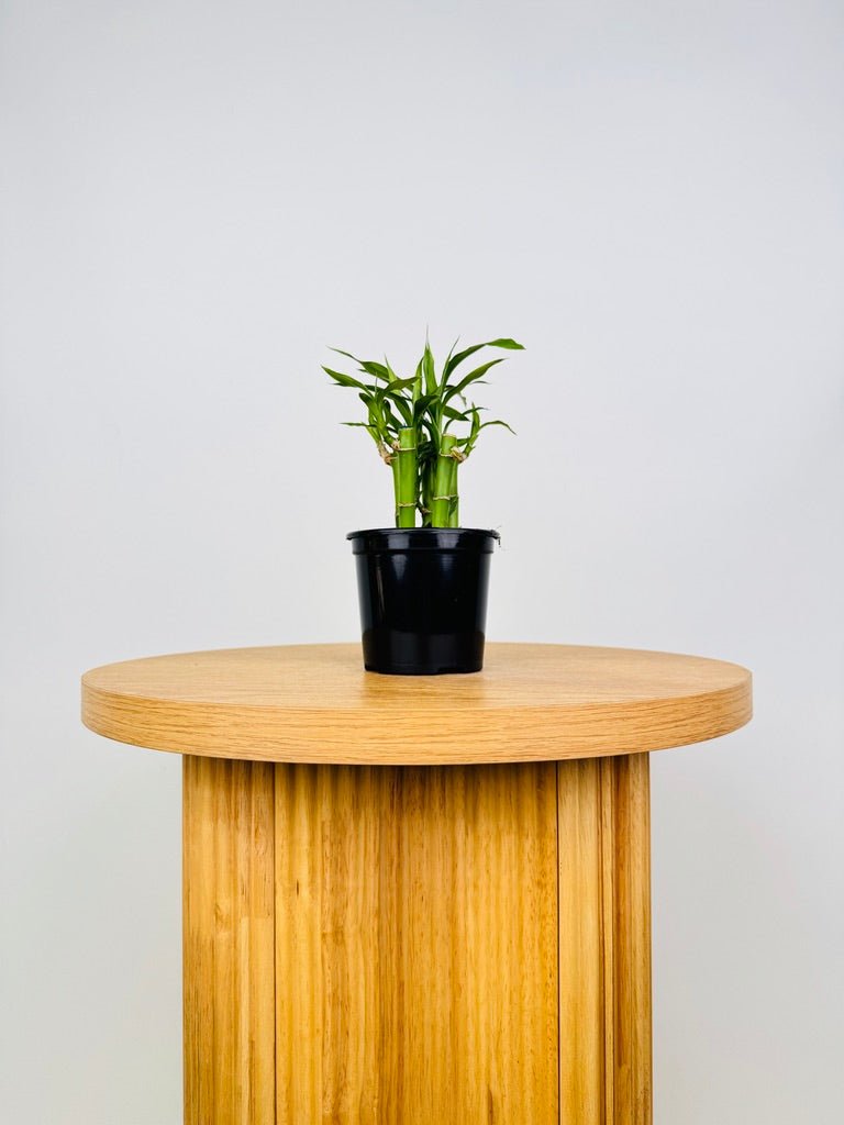 Lucky Bamboo | Uprooted | Buy Plants Online Australia