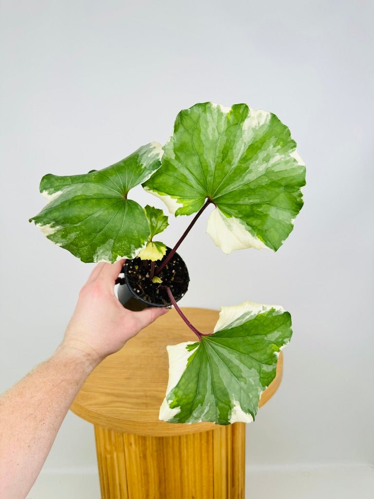 Farfugium Japonicum - Argenteum Variegated | Uprooted | Buy Plants ...