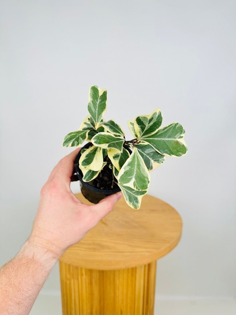 Ficus Triangularis Variegated Albo | Uprooted | Buy Plants Online Australia