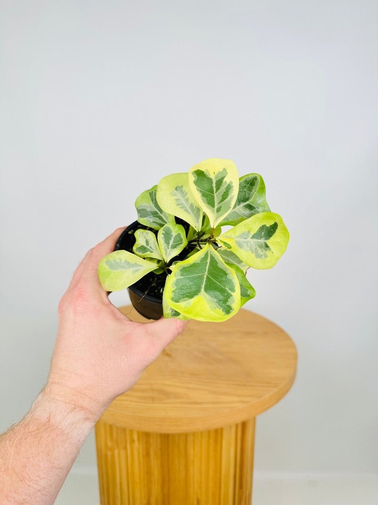 Ficus Triangularis Variegated | Uprooted | Buy Plants Online Australia