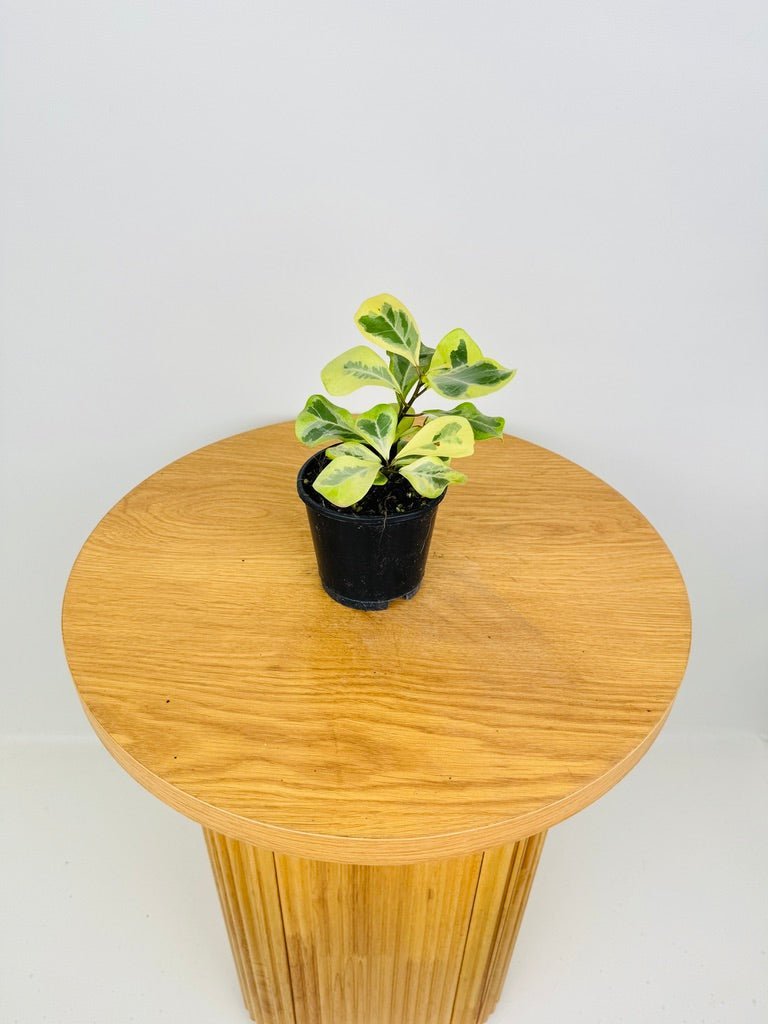 Ficus Triangularis Variegated | Uprooted | Buy Plants Online Australia
