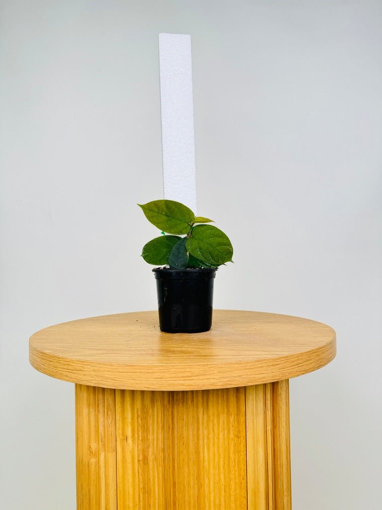 Ficus Villosa | Uprooted | Buy Plants Online Australia