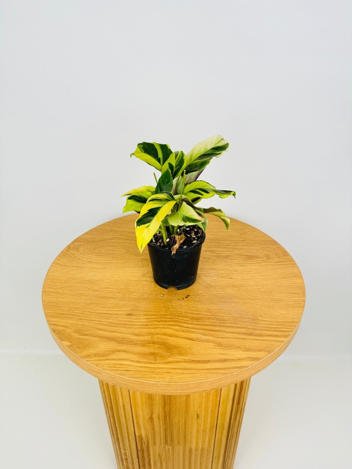 Goeppertia Louisae - Thai Beauty | Uprooted | Buy Plants Online Australia