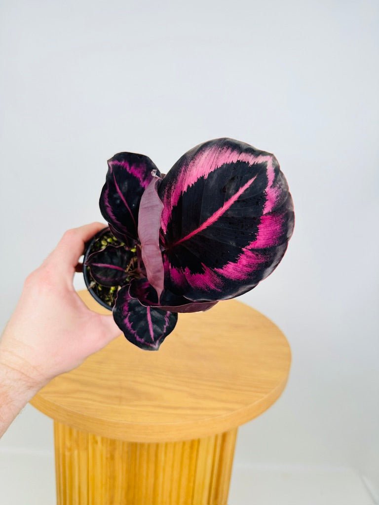 Goeppertia [Calathea] Roseopicta - Red Mojo | Uprooted | Buy Plants ...