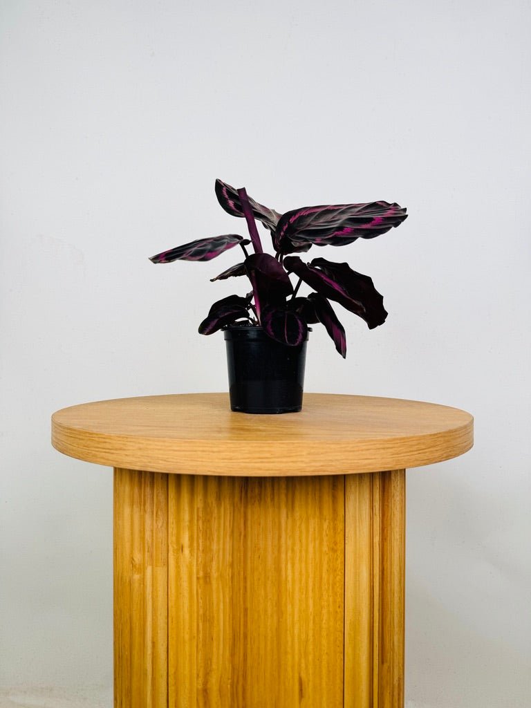 Goeppertia [Calathea] Roseopicta - Red Mojo | Uprooted | Buy Plants ...