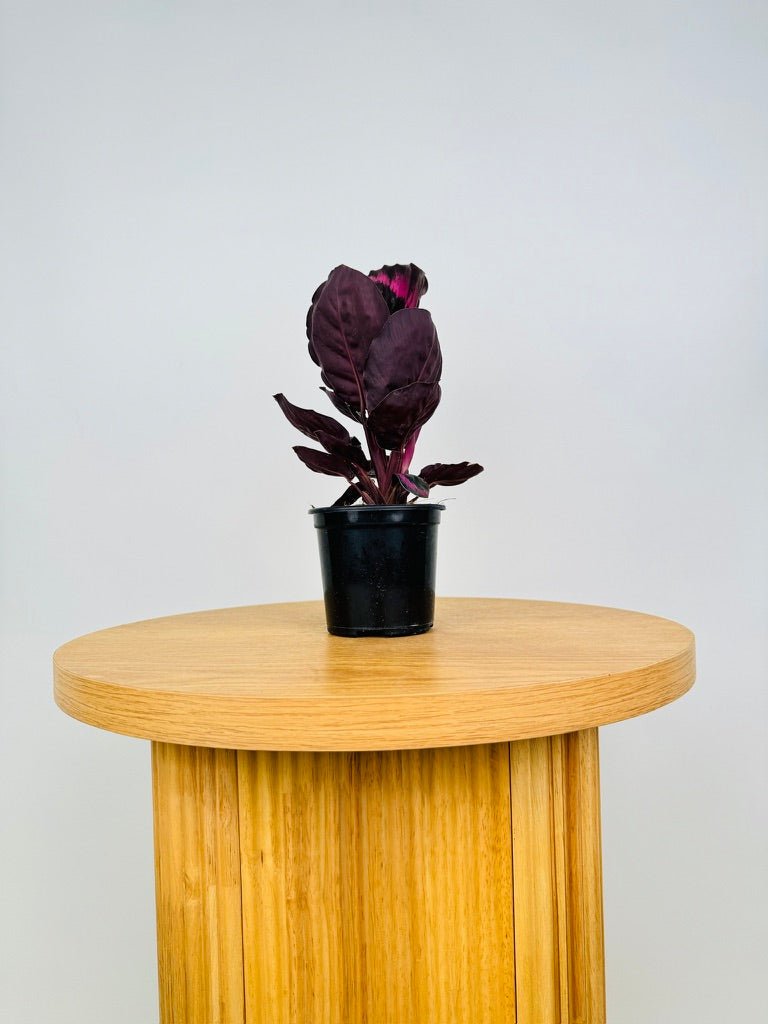 Goeppertia [Calathea] Roseopicta - Red Mojo | Uprooted | Buy Plants ...