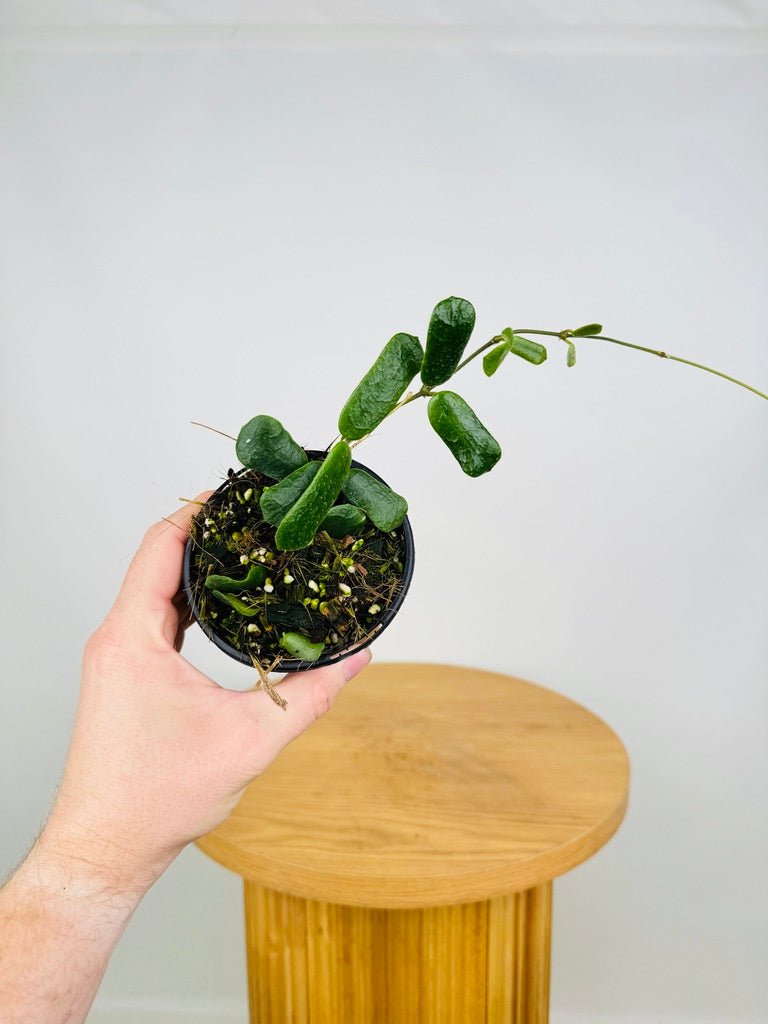 Hoya Rotundiflora | Uprooted | Buy Plants Online Australia