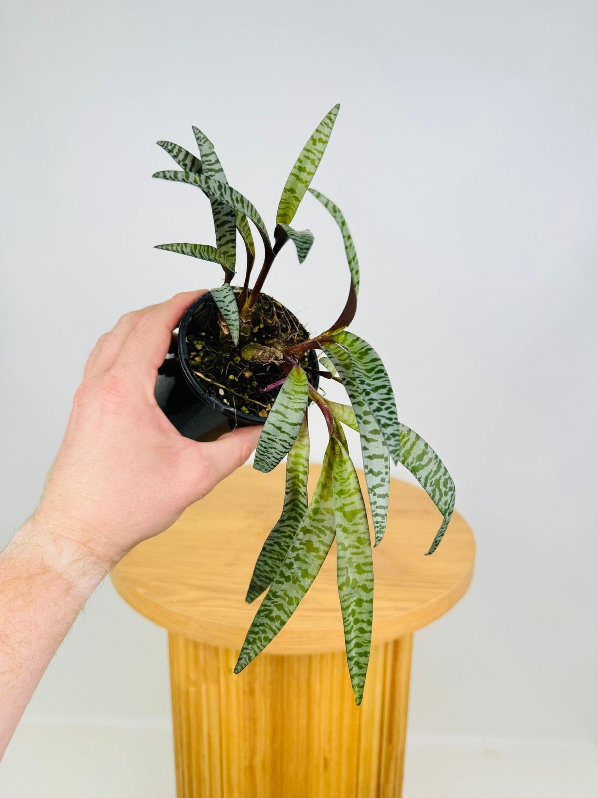 Ledebouria Socialis - Silver Squill | Uprooted | Buy Plants Online ...