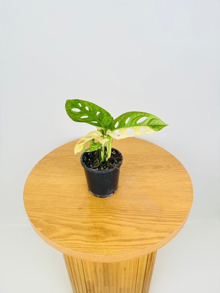 Monstera Adansonii Variegated Albo | Uprooted | Buy Plants Online Australia