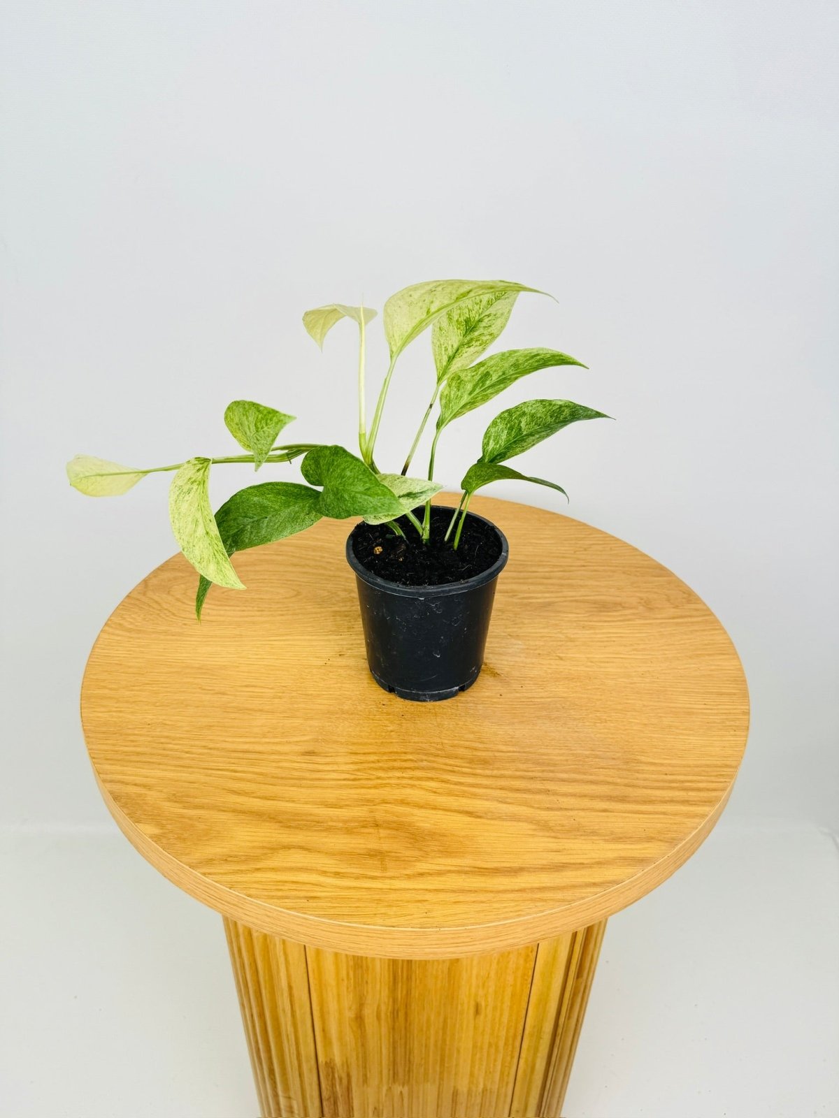Monstera Adansonii Var Laniata Variegata Mint | Uprooted | Buy Plants ...