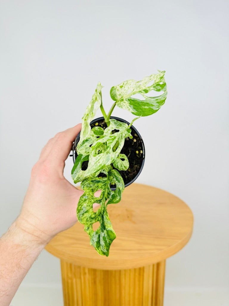 Monstera Adansonii Variegated Mottled | Uprooted | Buy Plants Online ...