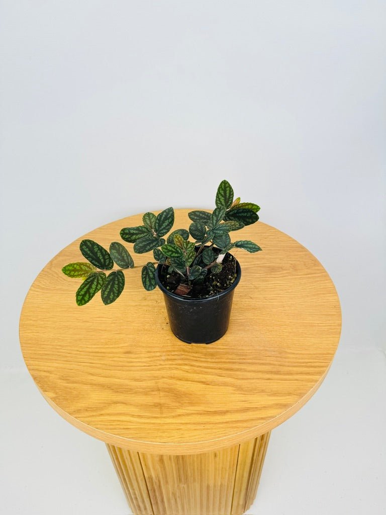Pellionia Repens Var Pulchra | Uprooted | Buy Plants Online Australia