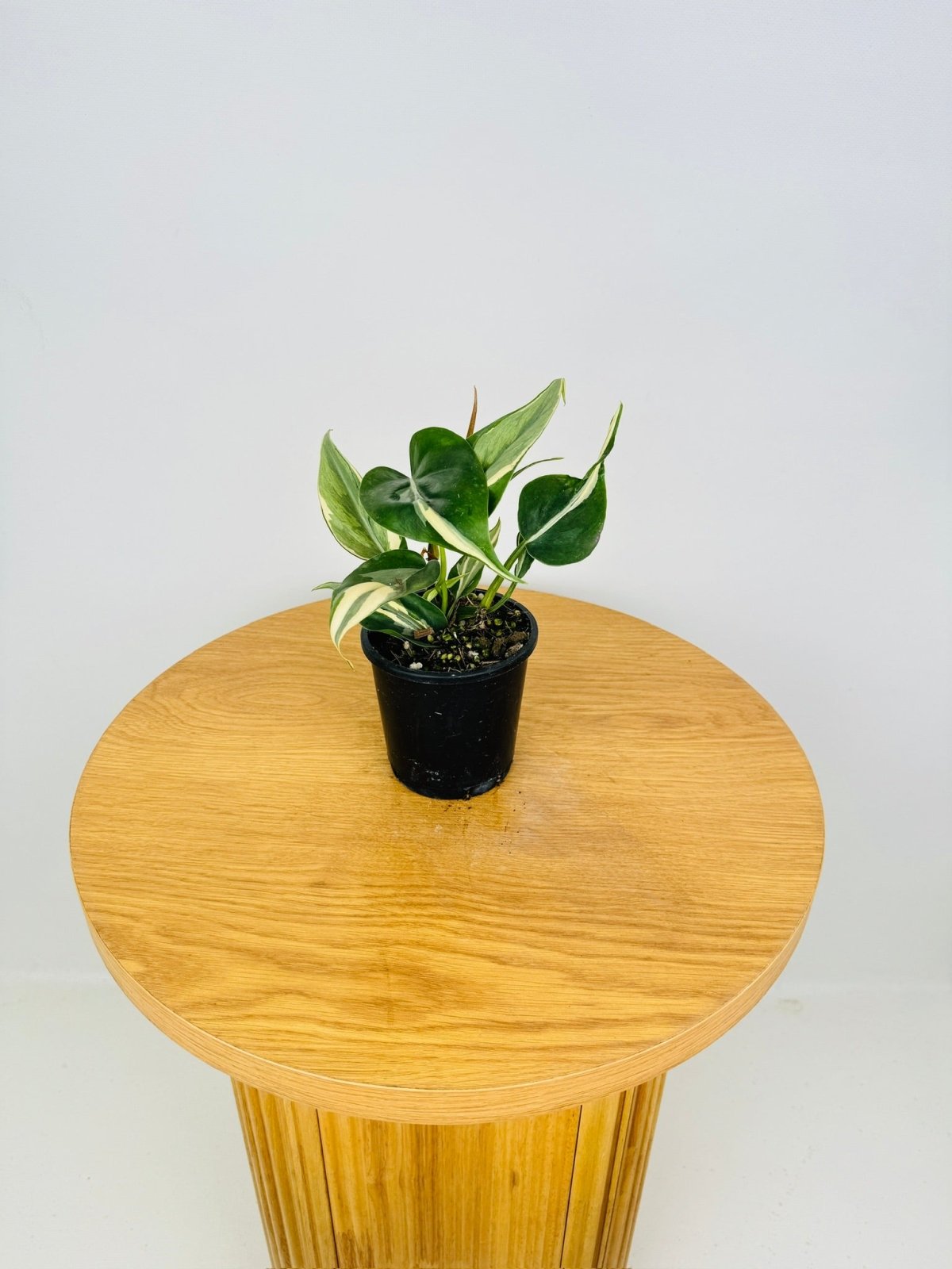 Philodendron Hederaceum Var. Oxycardium - Rio | Uprooted | Buy Plants ...