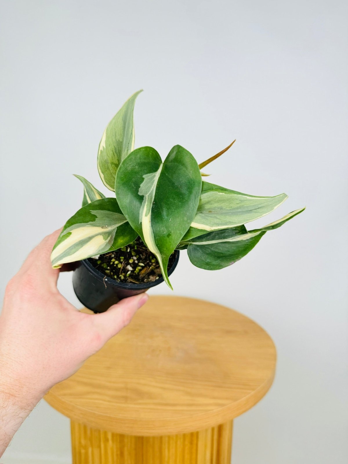 Philodendron Hederaceum Var. Oxycardium - Rio | Uprooted | Buy Plants ...