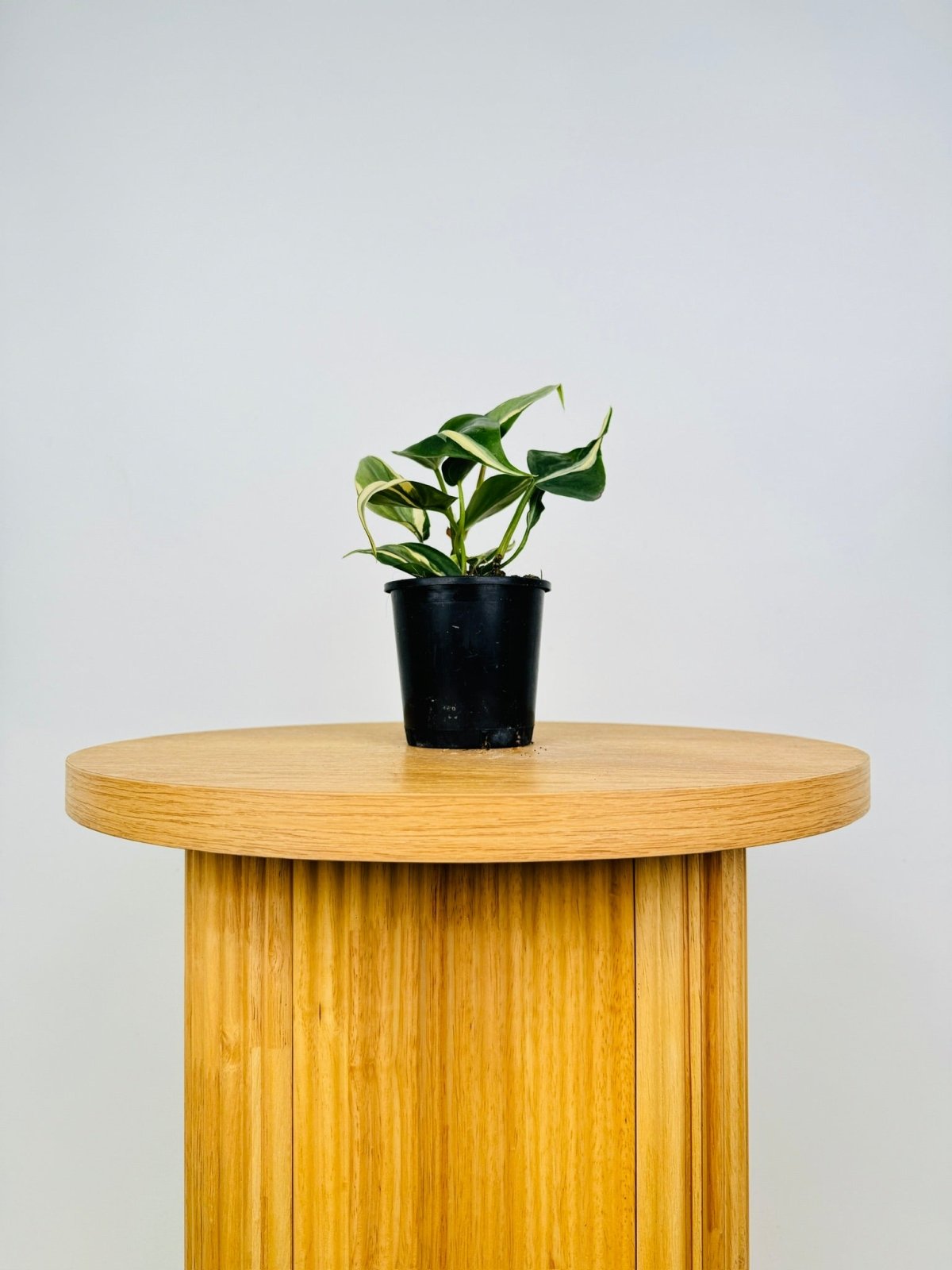 Philodendron Hederaceum Var. Oxycardium - Rio | Uprooted | Buy Plants ...