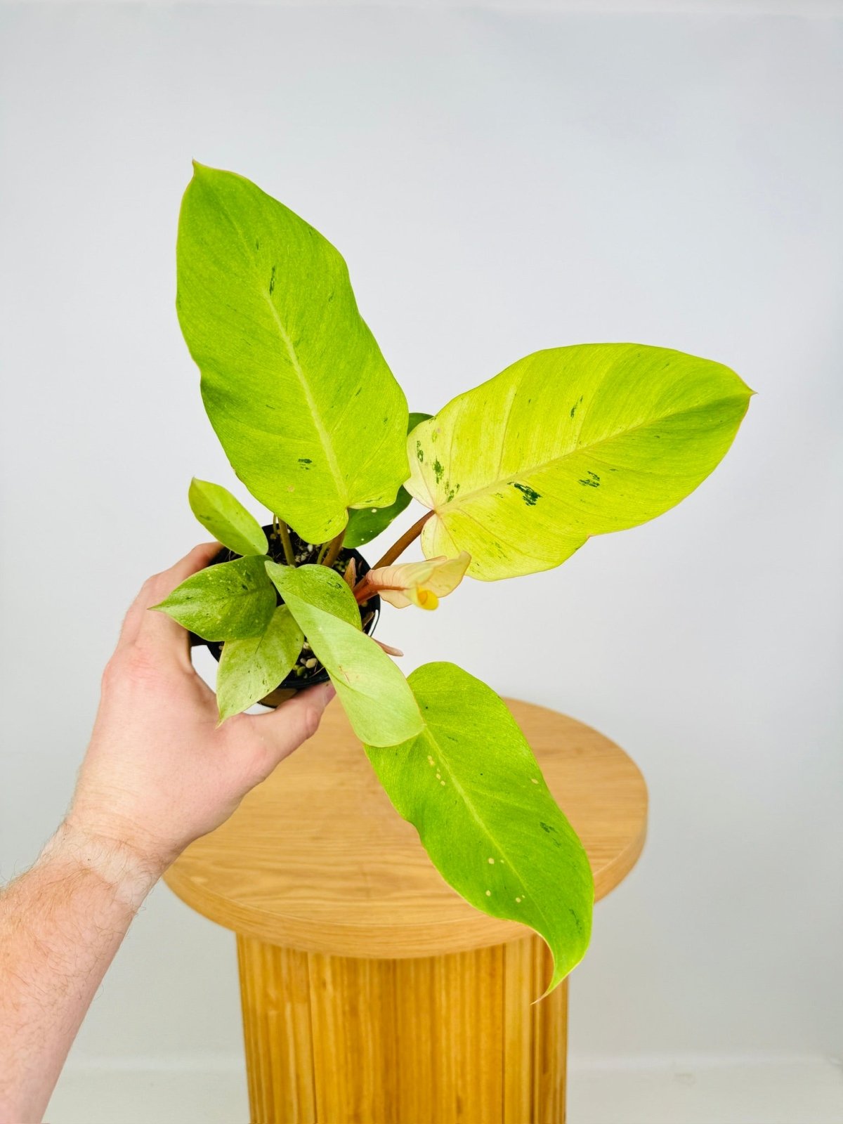 Philodendron Pinnatifidum - Snowdrift | Uprooted | Buy Plants Online ...
