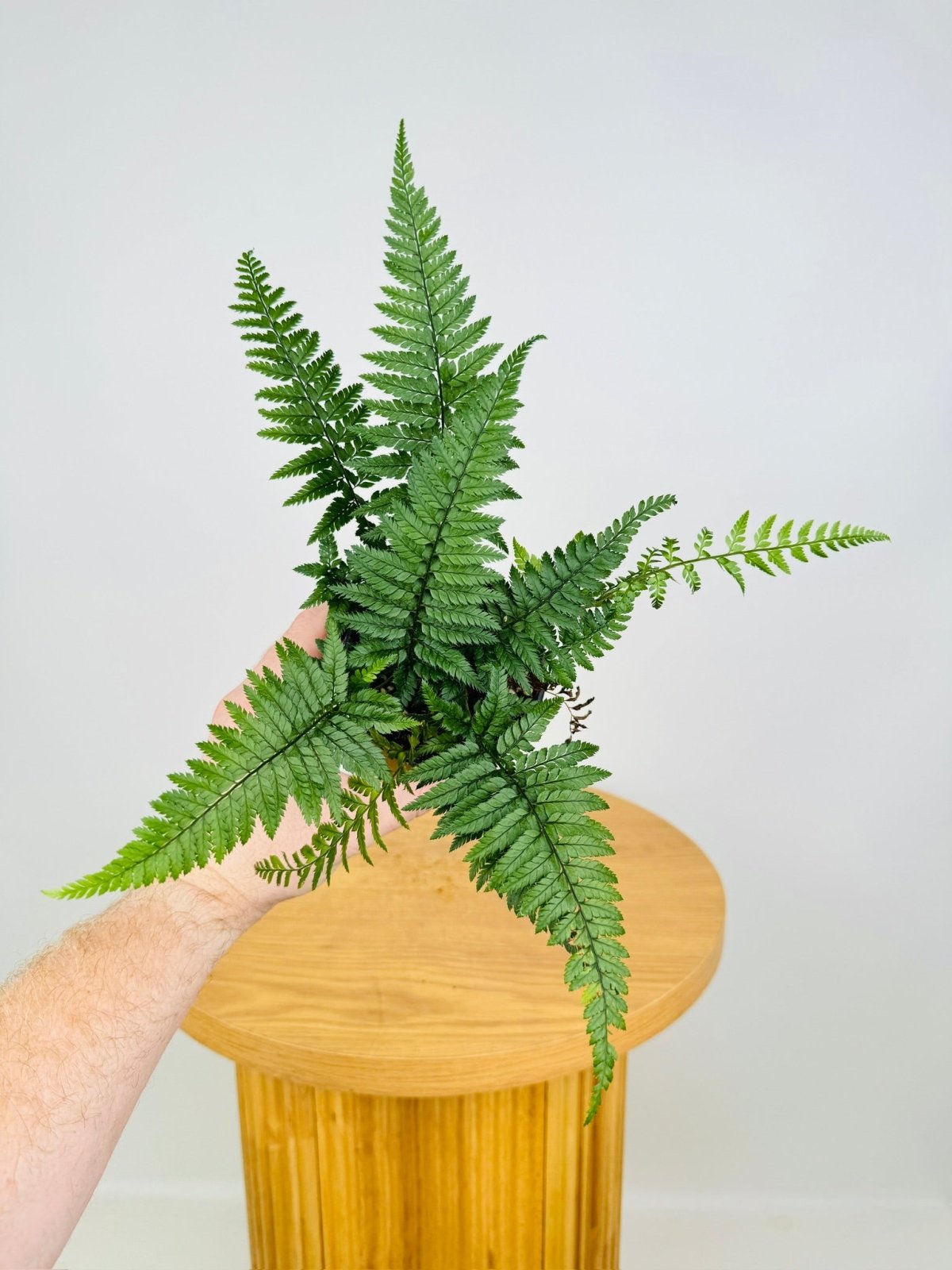 Polystichum Tsussimense - Korean Rock Fern | Uprooted | Buy Plants ...