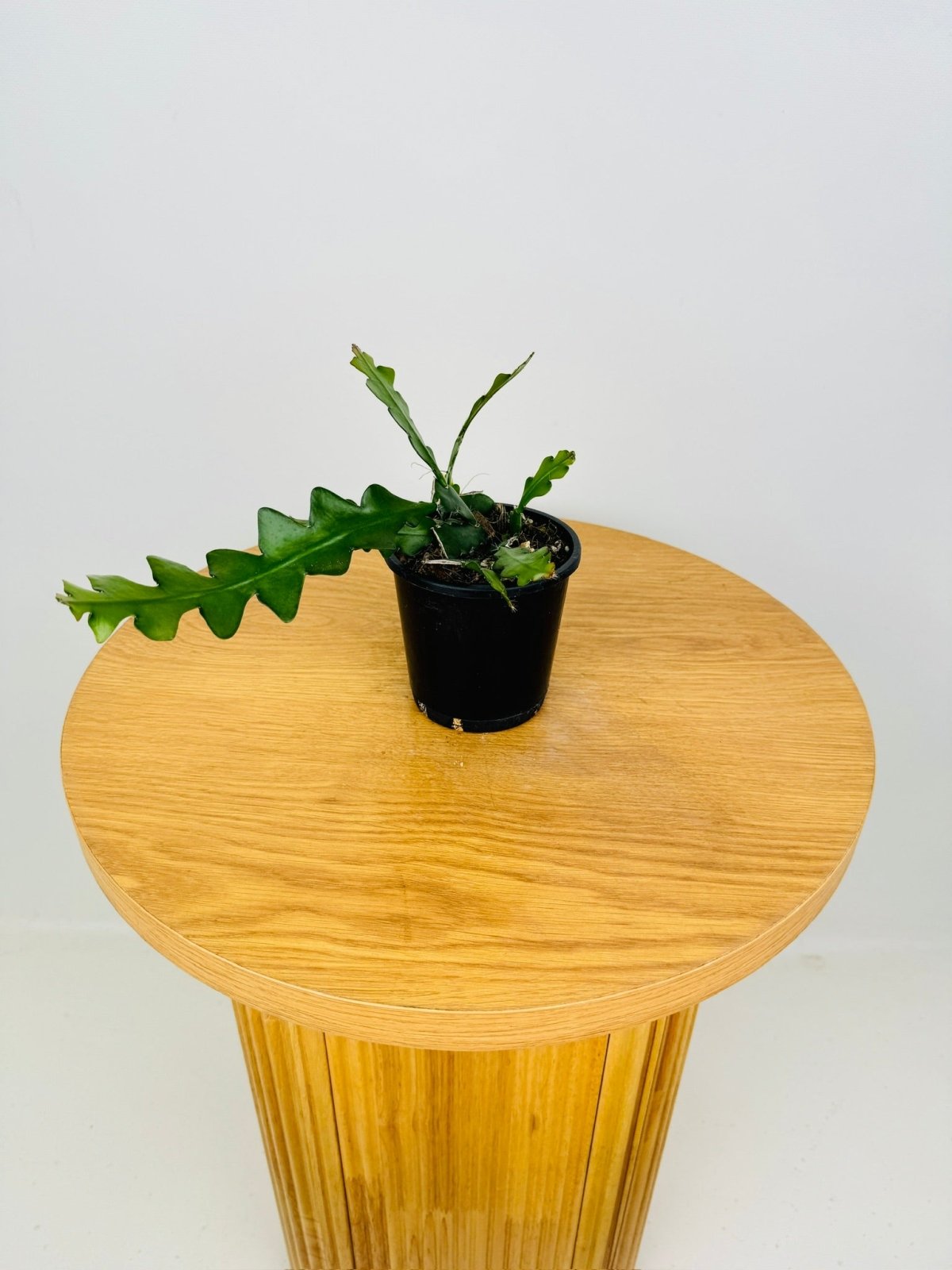 Selenicereus Anthonyanus - Fishbone Cactus | Uprooted | Buy Plants ...
