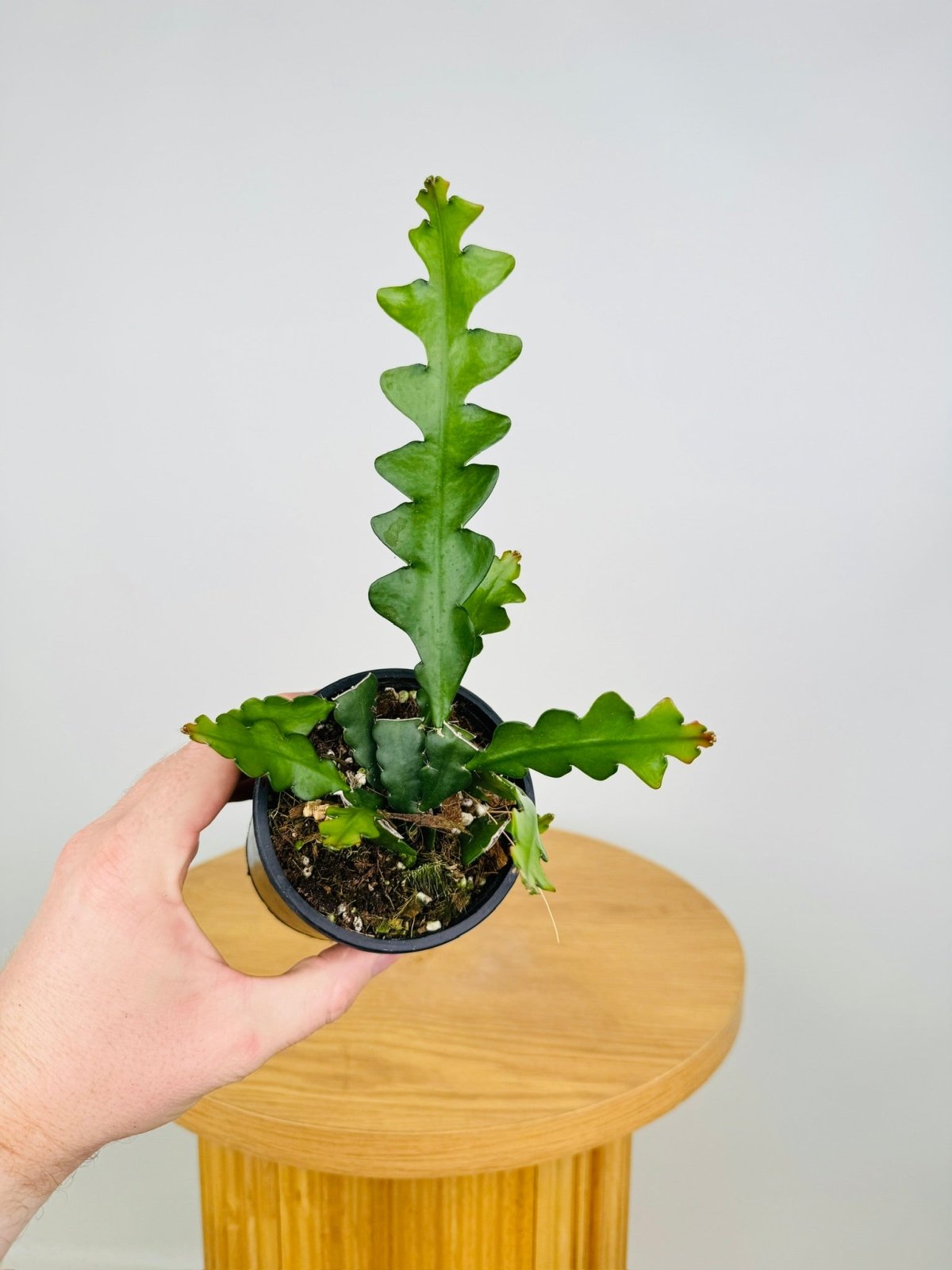 Selenicereus Anthonyanus - Fishbone Cactus | Uprooted | Buy Plants ...