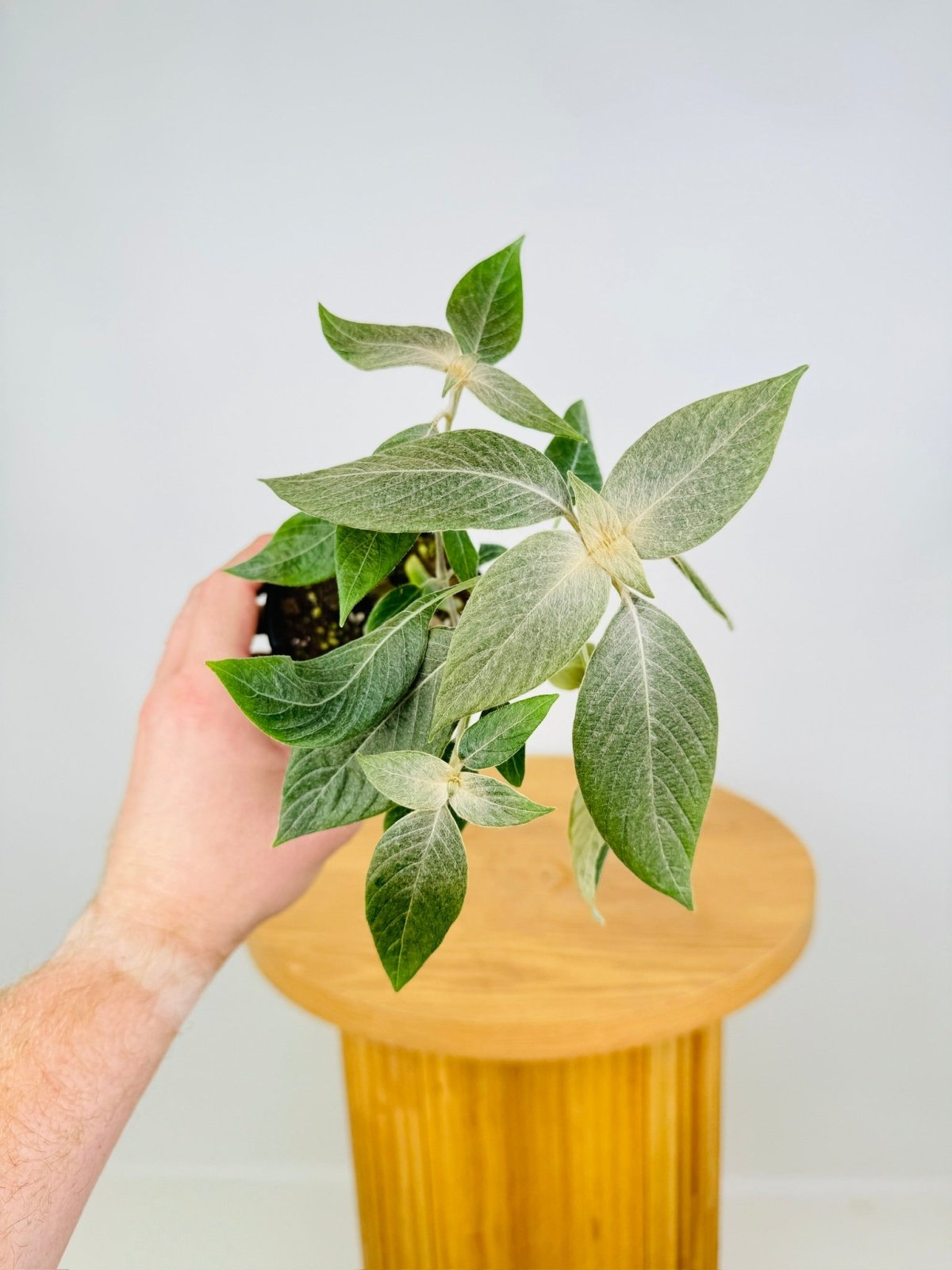 Strobilanthes Gossypinus | Uprooted | Buy Plants Online Australia