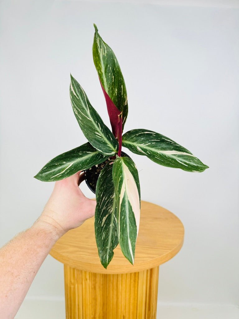 Stromanthe Sanguinea - Magic Star | Uprooted | Buy Plants Online Australia