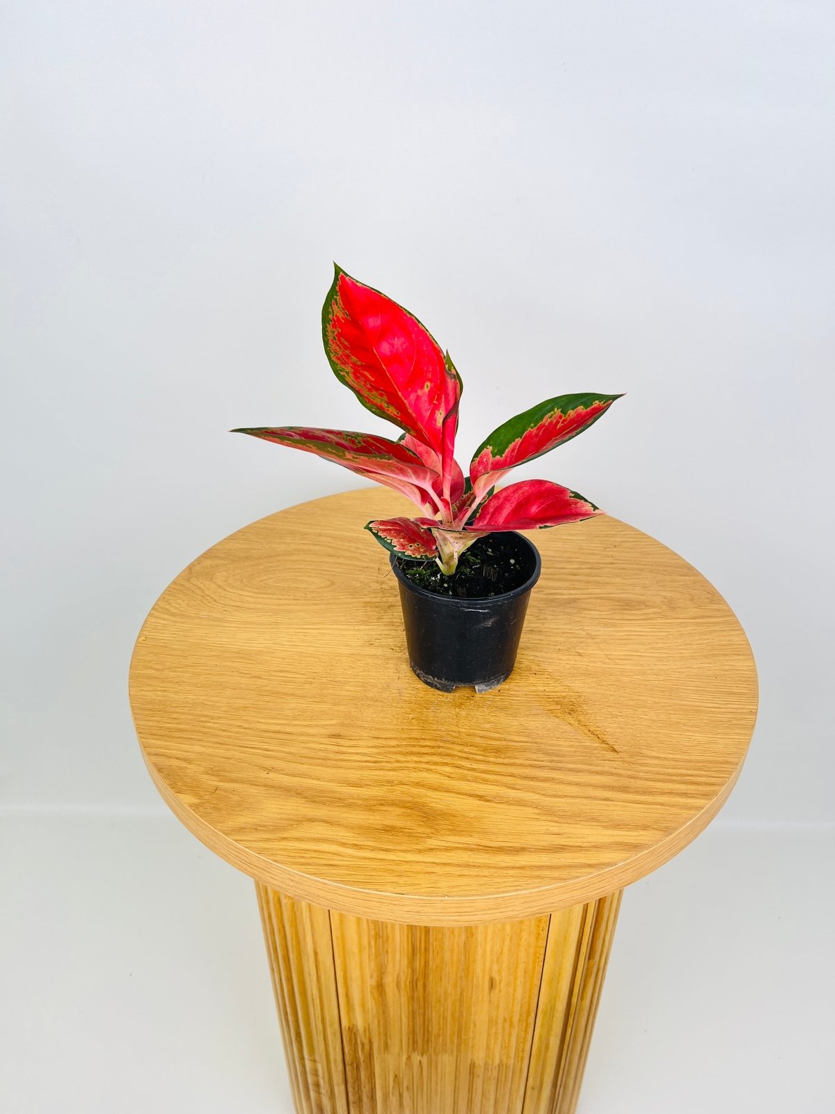 Aglaonema Commutatum Suksom Jaipong Uprooted Buy Plants Online