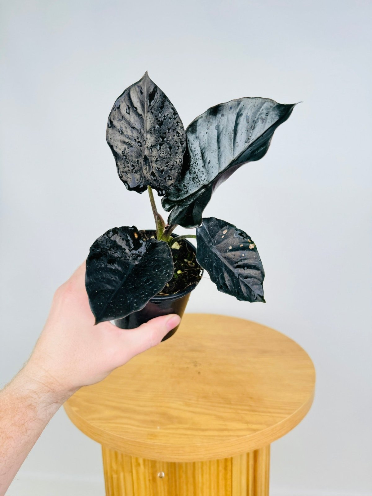 Alocasia Infernalis | Uprooted | Buy Plants Online Australia