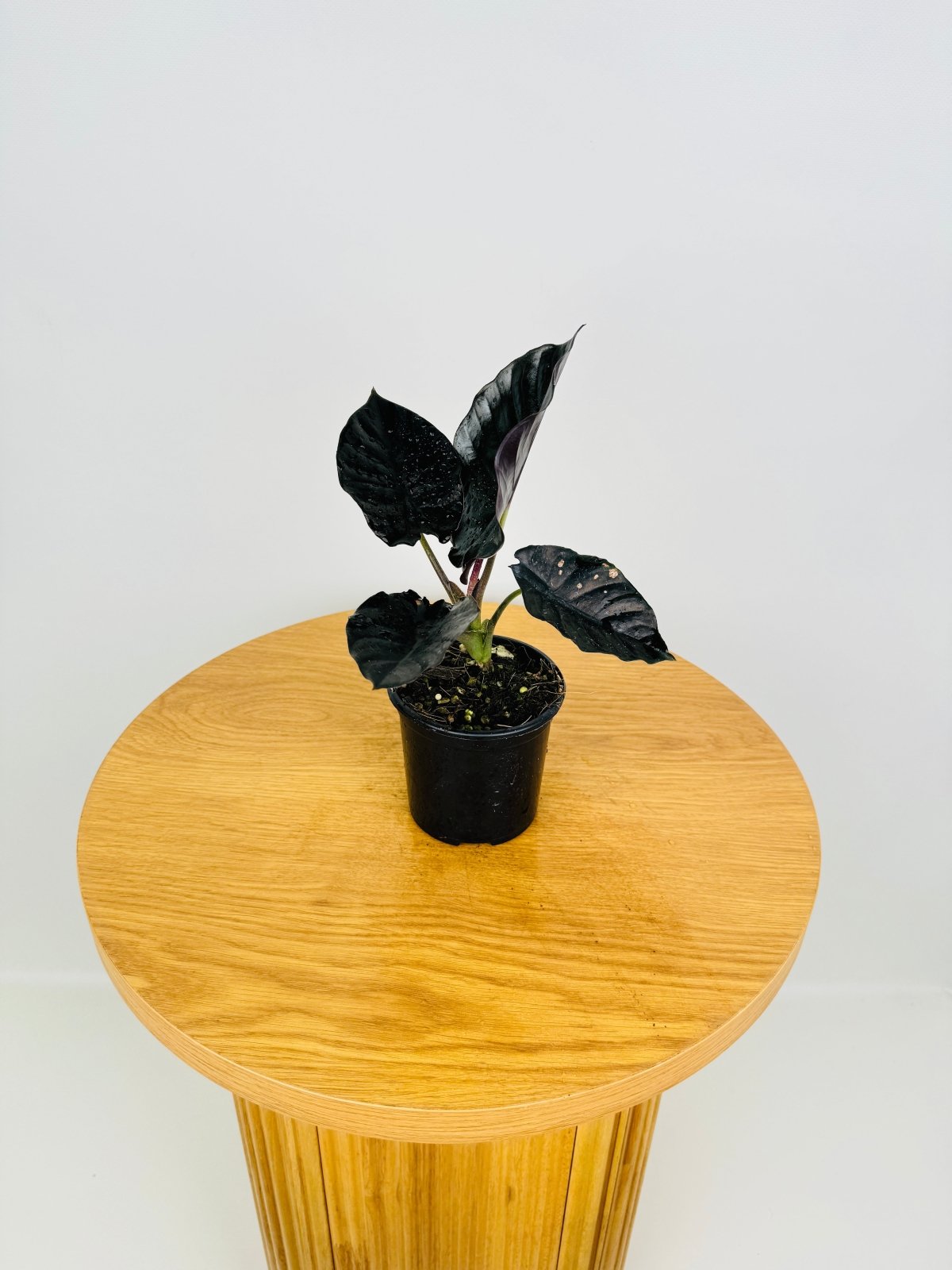 Alocasia Infernalis | Uprooted | Buy Plants Online Australia