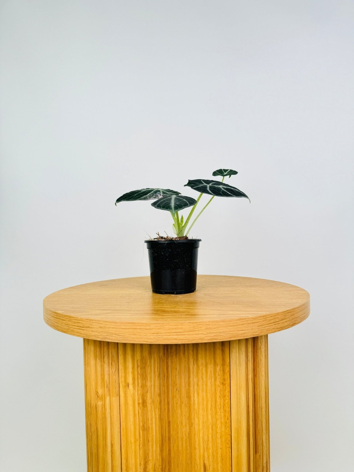 Alocasia Reginula - Ninja | Uprooted | Buy Plants Online Australia
