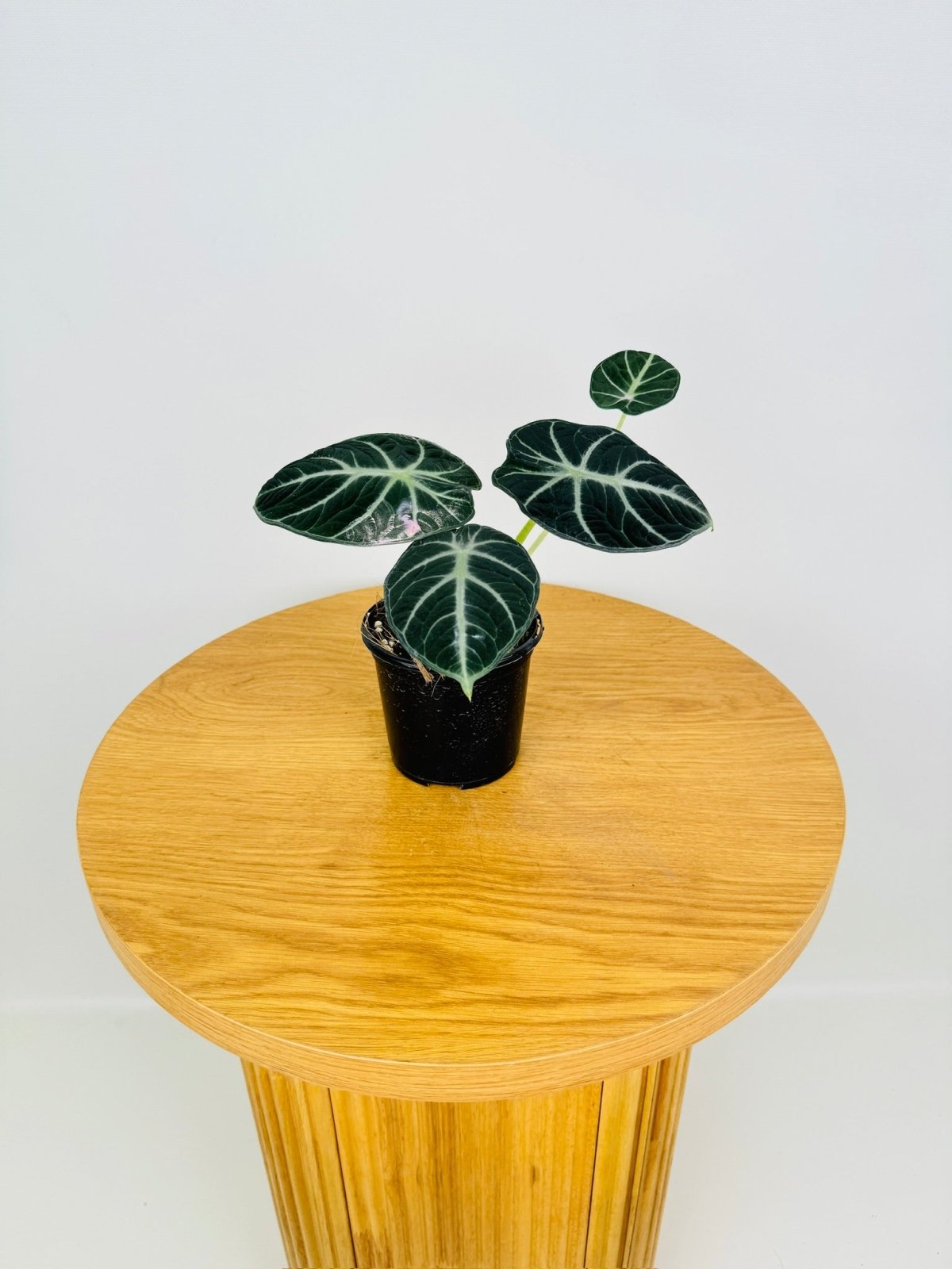 Alocasia Reginula - Ninja | Uprooted | Buy Plants Online Australia
