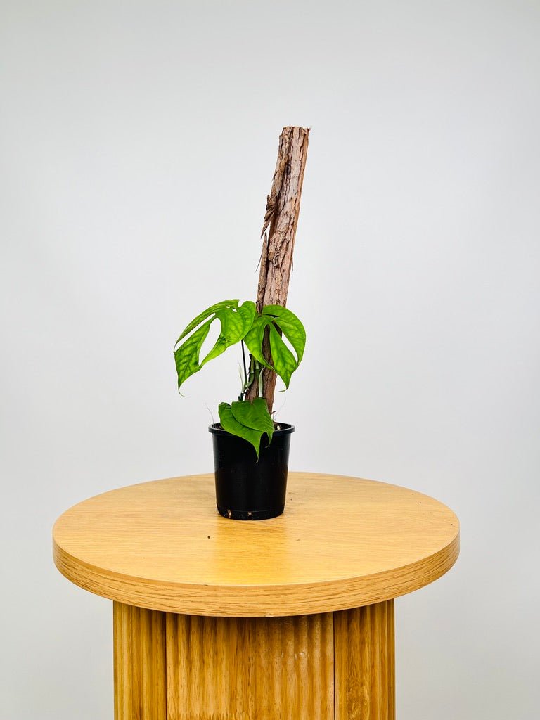 Amydrium Medium | Uprooted | Buy Plants Online Australia