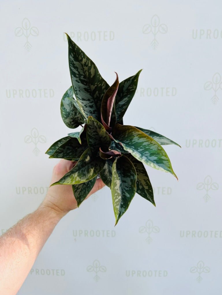 Apoballis Acuminatissima - Red Sword | Uprooted | Buy Plants Online ...