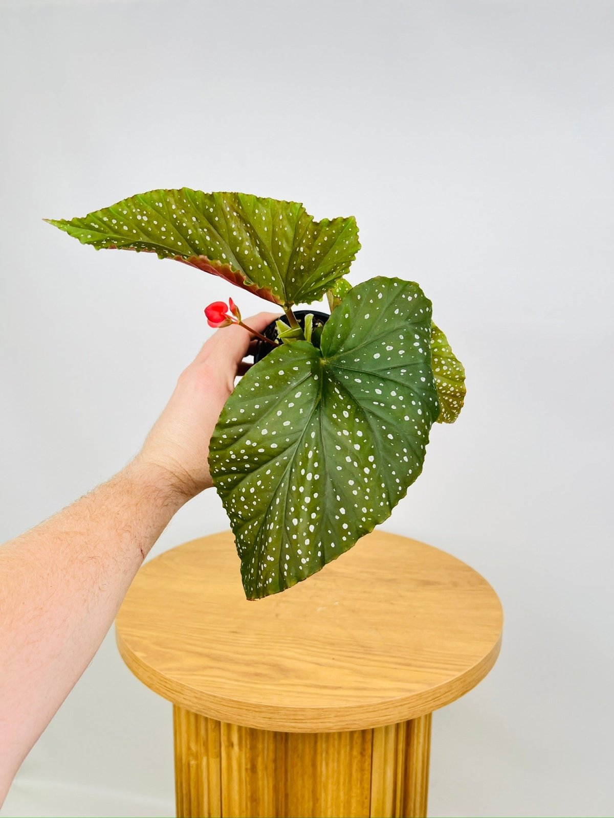 Begonia Corallina De Lucerna | Uprooted | Buy Plants Online Australia