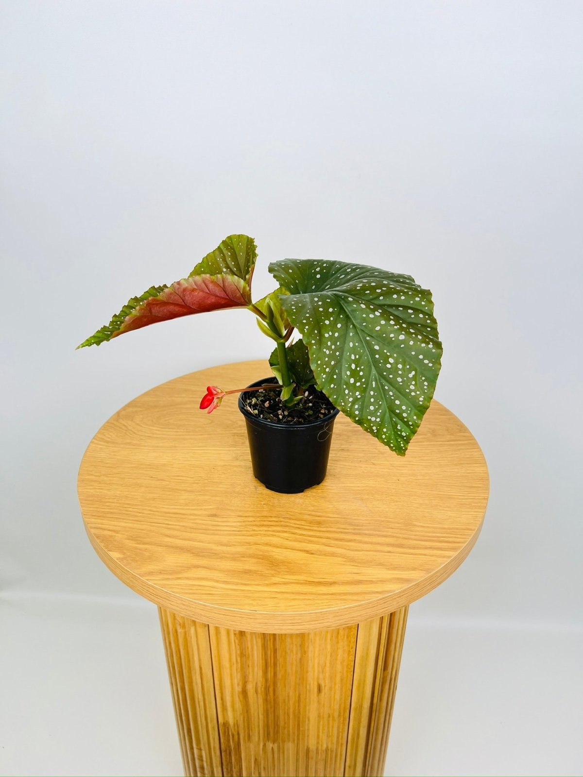 Begonia Corallina De Lucerna | Uprooted | Buy Plants Online Australia