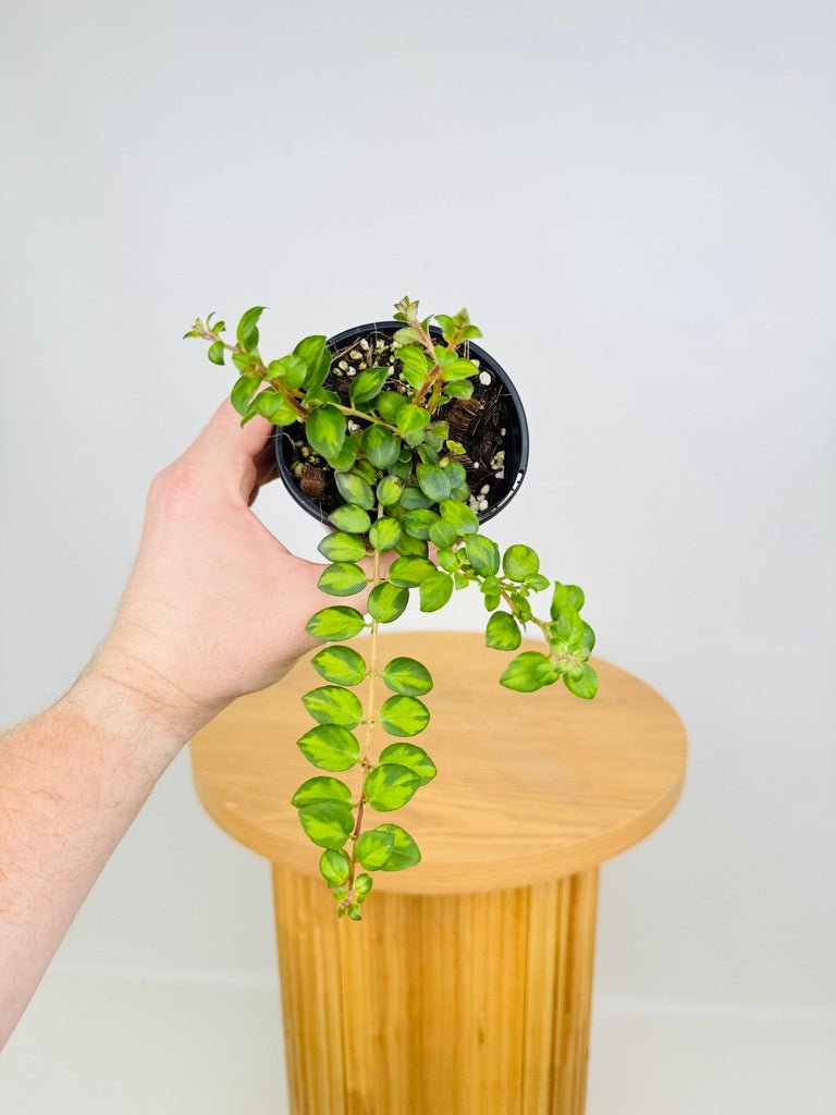 Columnea Microphylla Variegata | Uprooted | Buy Plants Online Australia