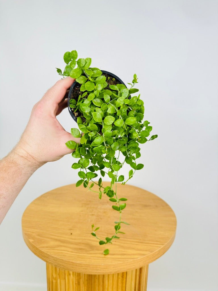 Dischidia Nummularia - String of Nickels | Uprooted | Buy Plants Online ...